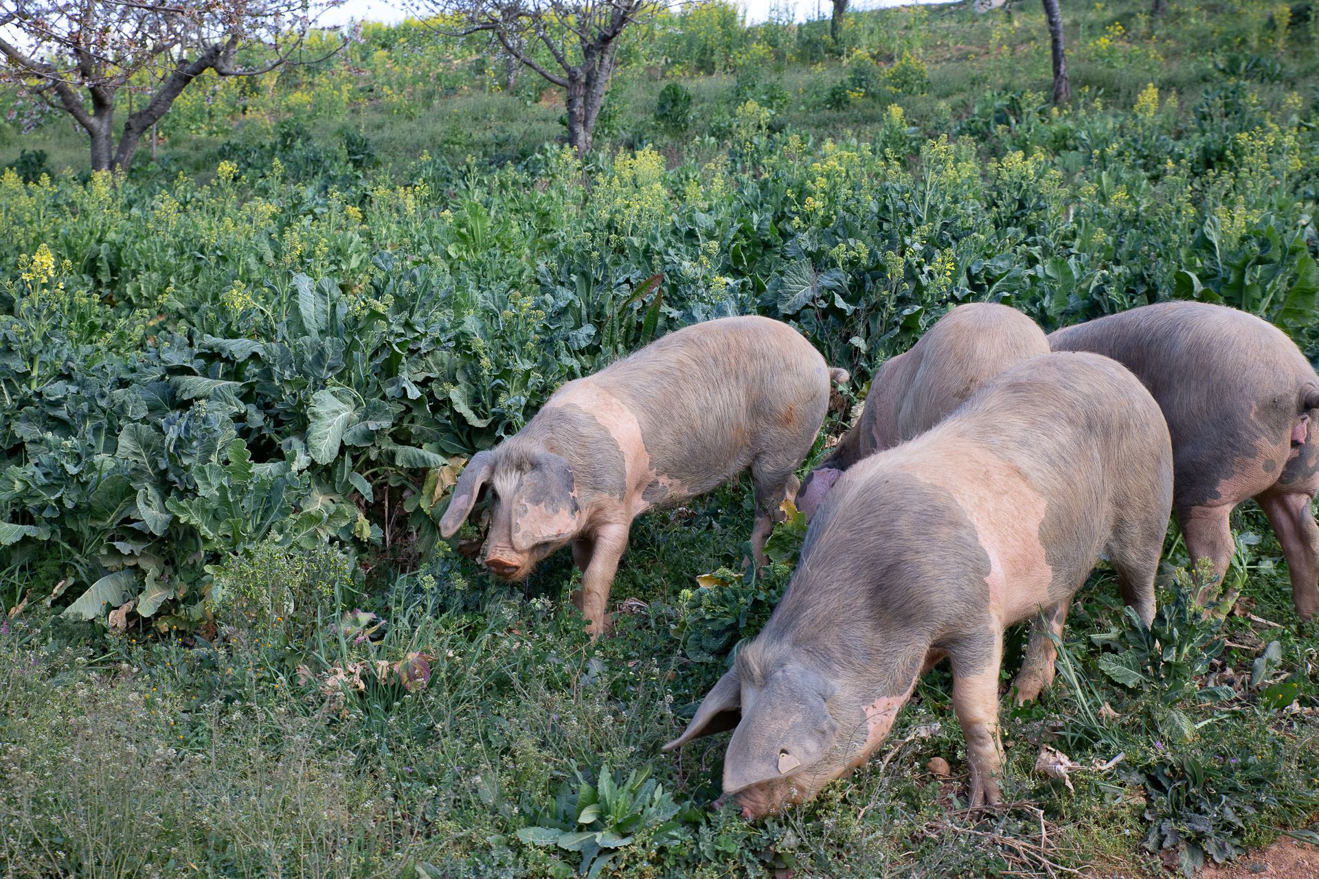 Home | Bísaro - Salsicharia Tradicional